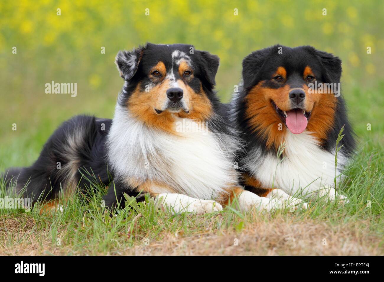 Australian shepherd hi-res stock photography and images - Alamy