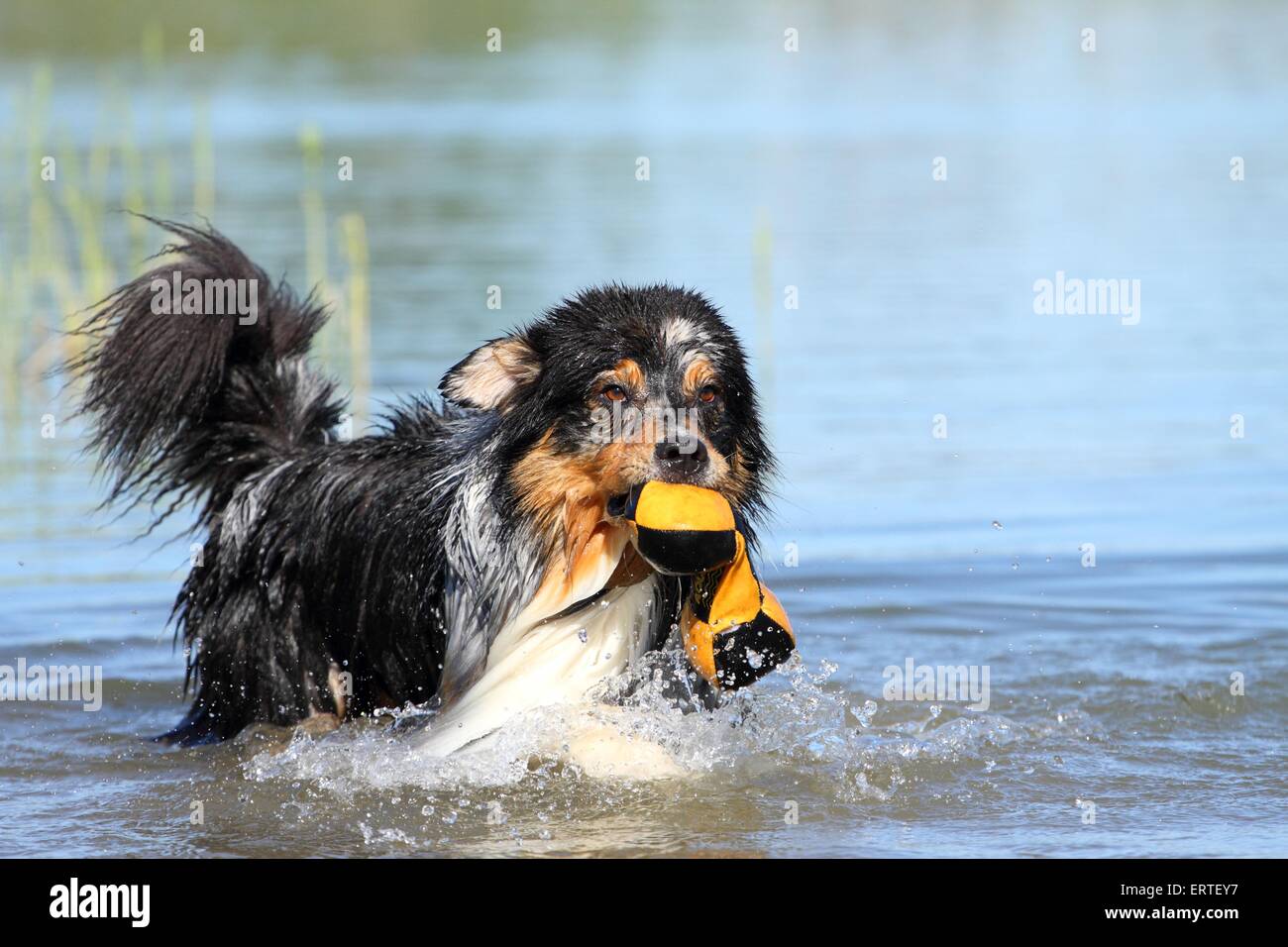 playing Australian Shepherd Stock Photo - Alamy