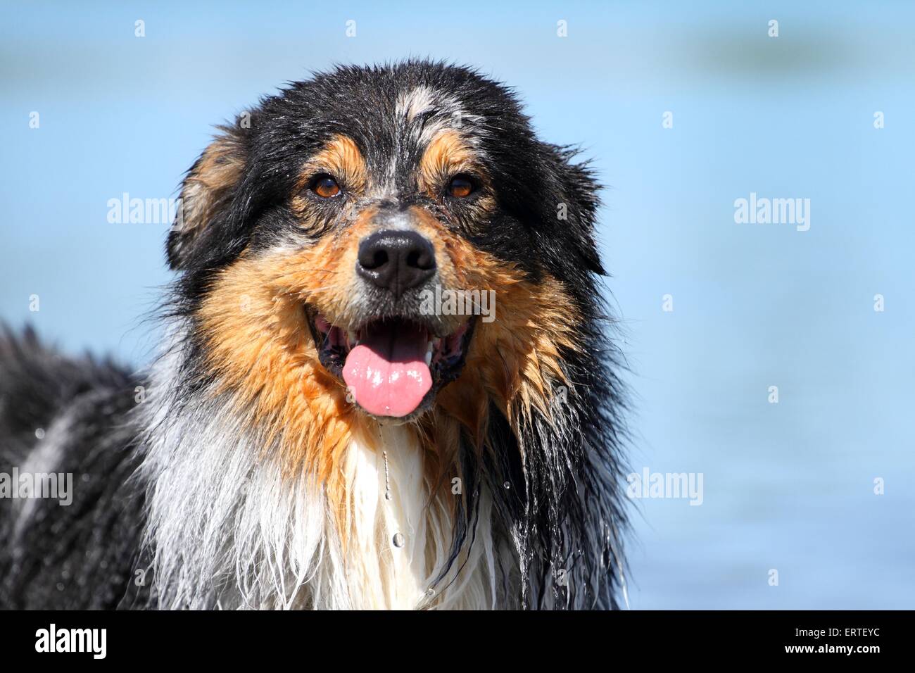 Wet australian shepherd dog hi-res stock photography and images - Alamy