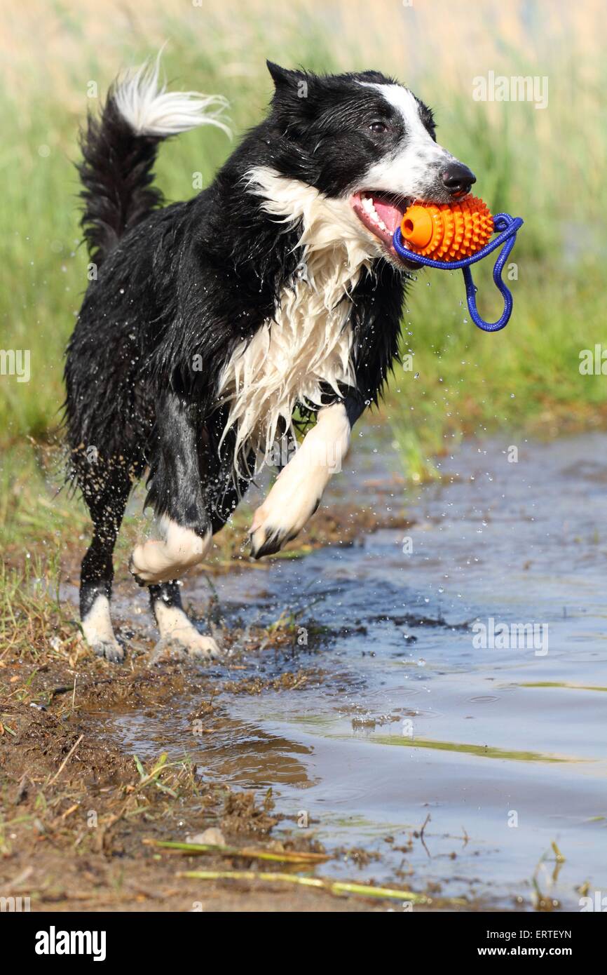 playing Border Collie Stock Photo - Alamy