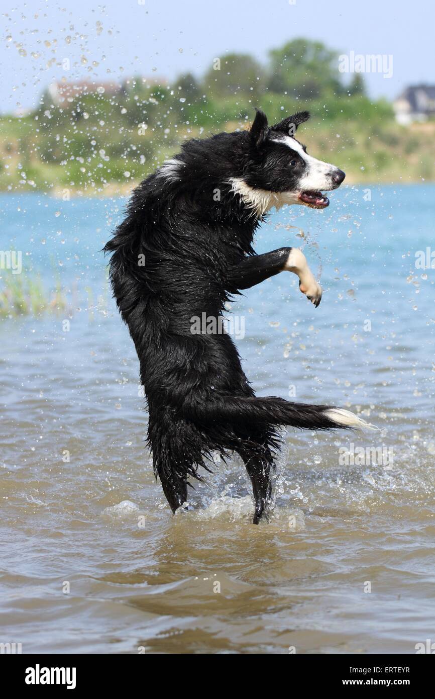 jumping Border Collie Stock Photo - Alamy
