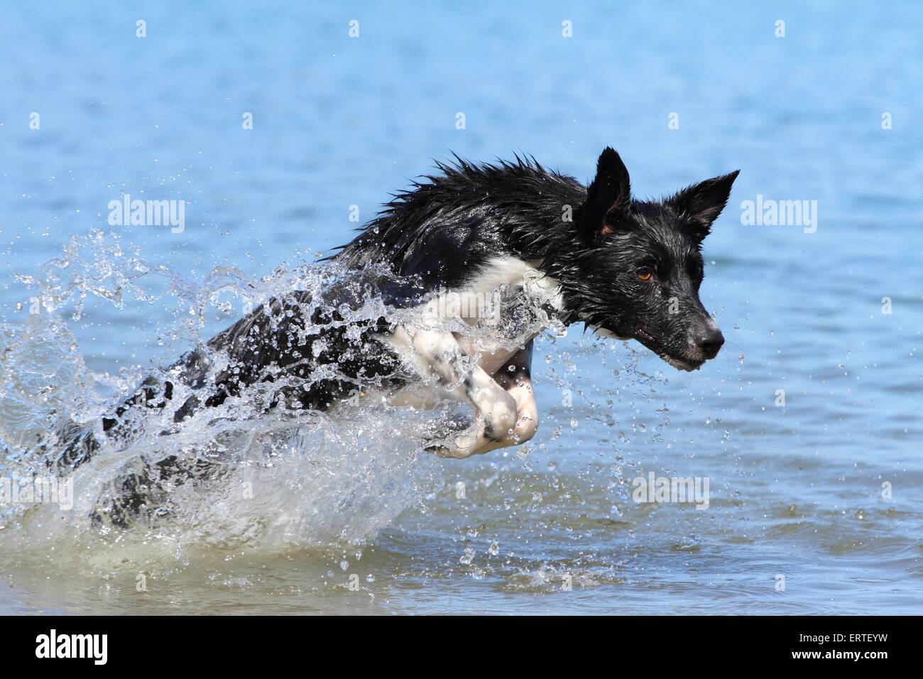 jumping Border Collie Stock Photo - Alamy