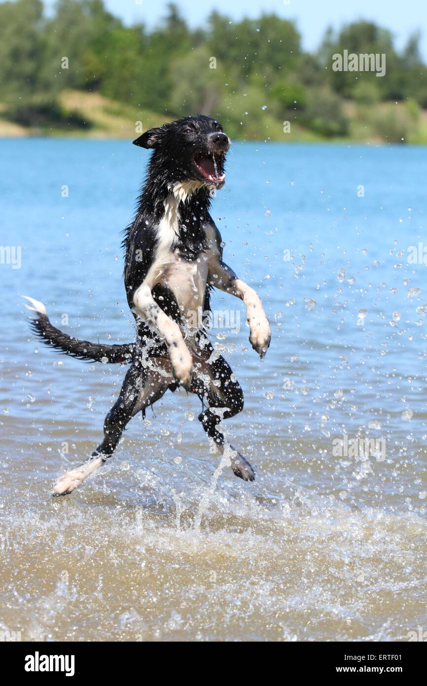 jumping Border Collie Stock Photo - Alamy