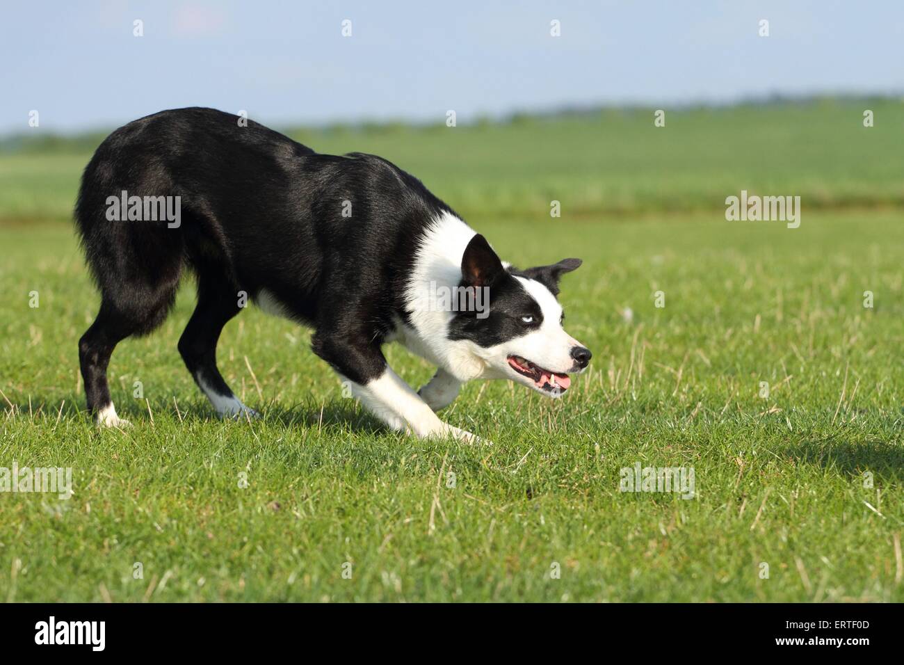walking Border Collie Stock Photo - Alamy