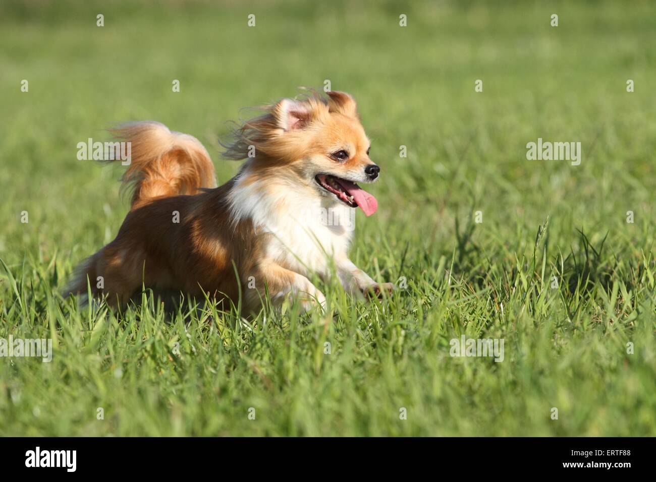 running longhaired Chihuahua Stock Photo - Alamy