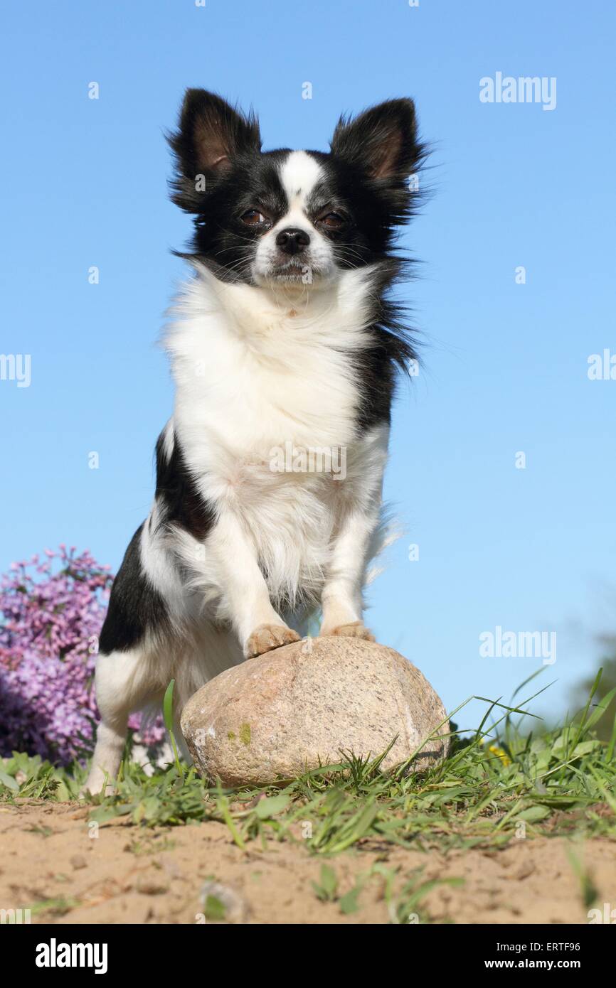 Smooth haired and longhaired dogs b hi-res stock photography and images ...