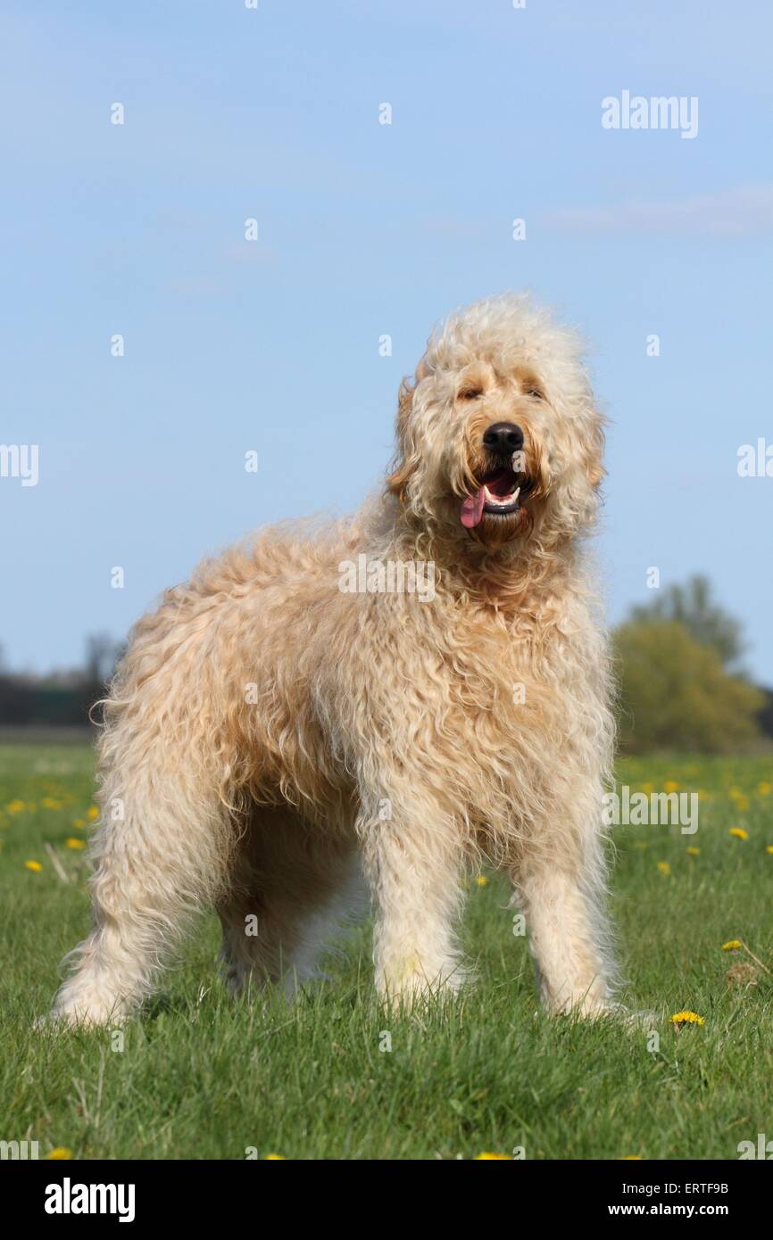 Medium goldendoodle hi-res stock photography and images - Alamy