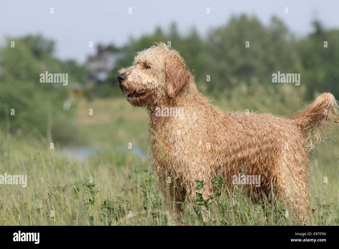 Medium goldendoodle hi-res stock photography and images - Alamy