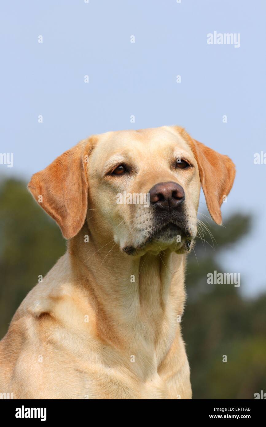 Labrador Retriever Portrait Stock Photo - Alamy