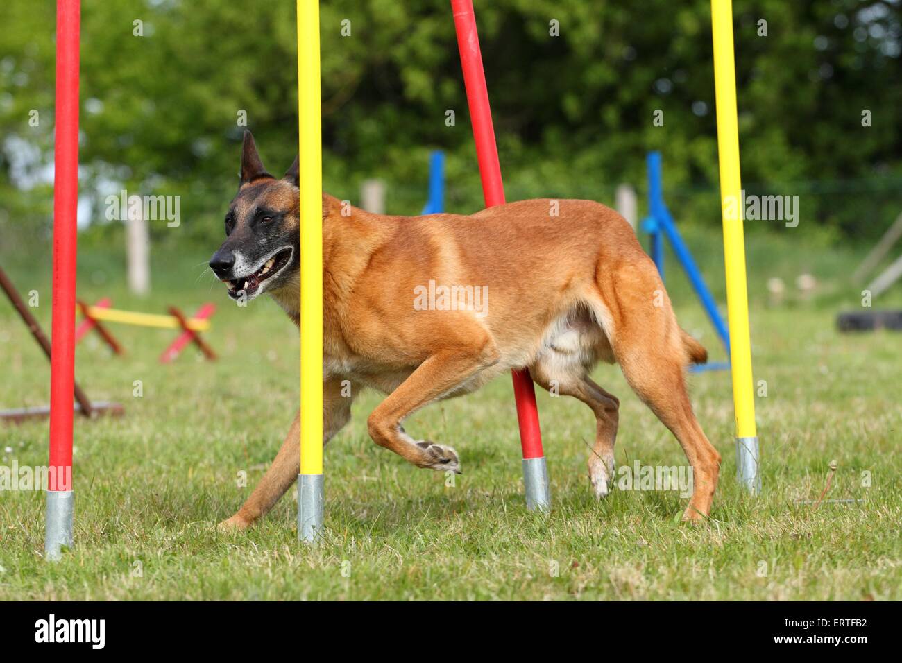 Malinois at Agility Stock Photo - Alamy
