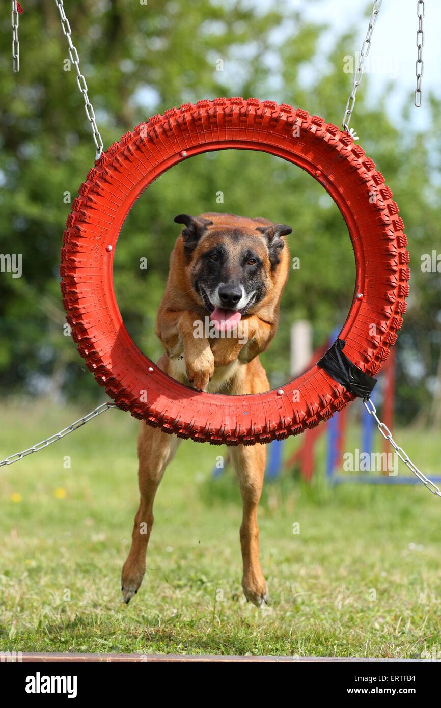 Malinois at Agility Stock Photo - Alamy