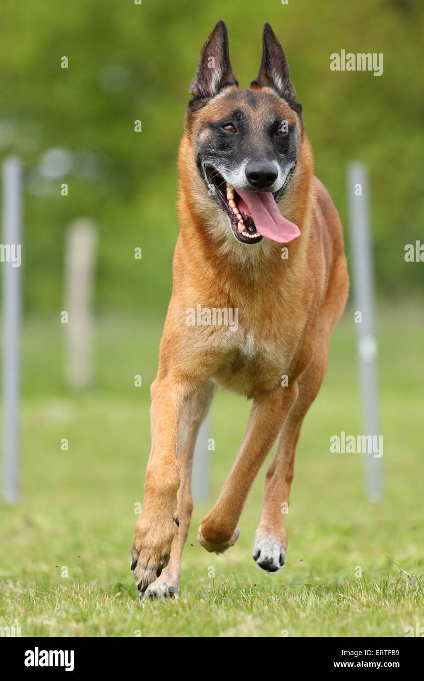 Running malinois hi-res stock photography and images - Alamy