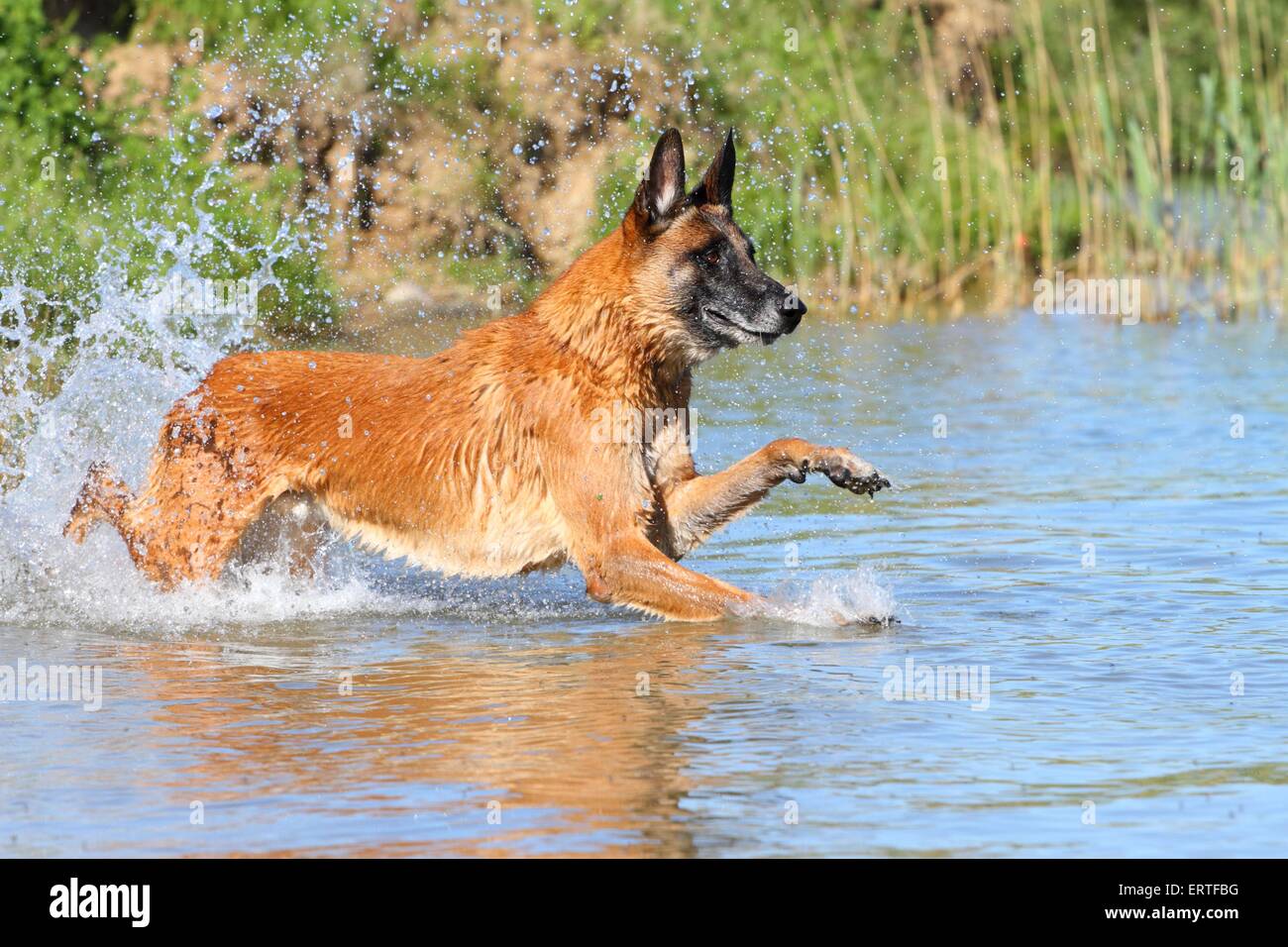 Malinois running water hi-res stock photography and images - Alamy