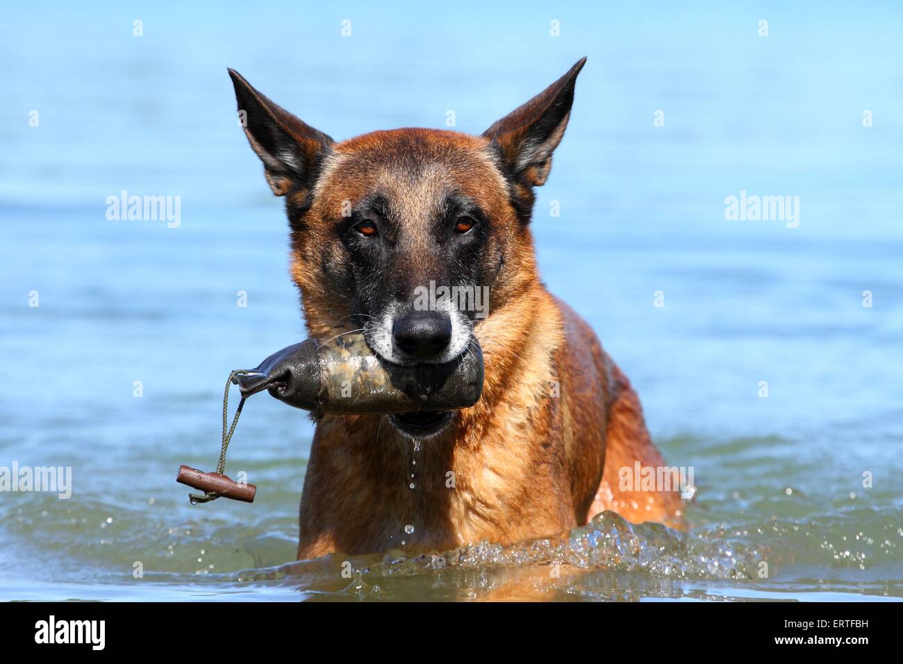 Malinois fetching hi-res stock photography and images - Alamy