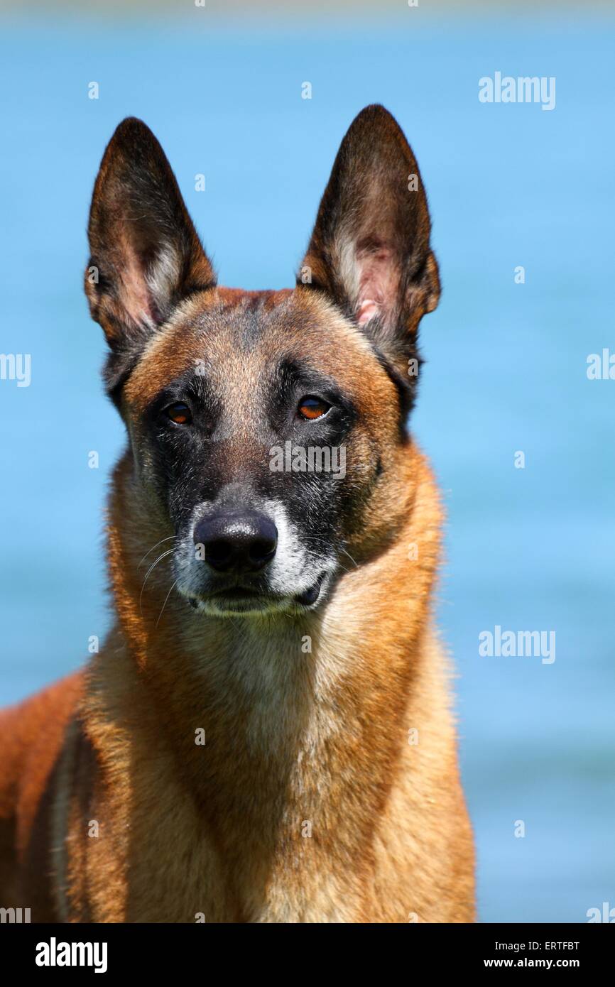 Belgian Malinois Head High Resolution Stock Photography and Images - Alamy