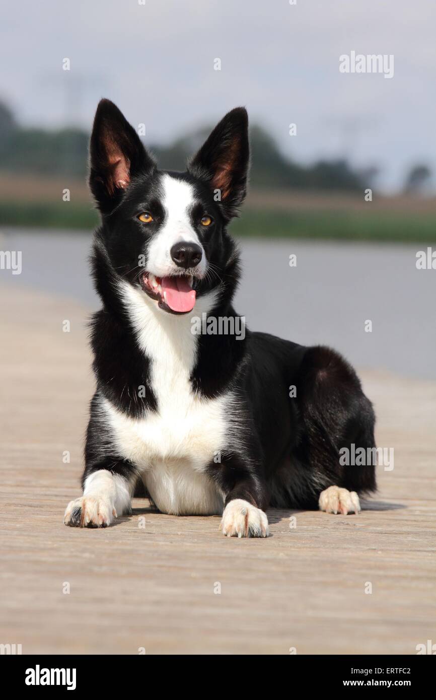 Shorthaired border collie hi-res stock photography and images - Alamy
