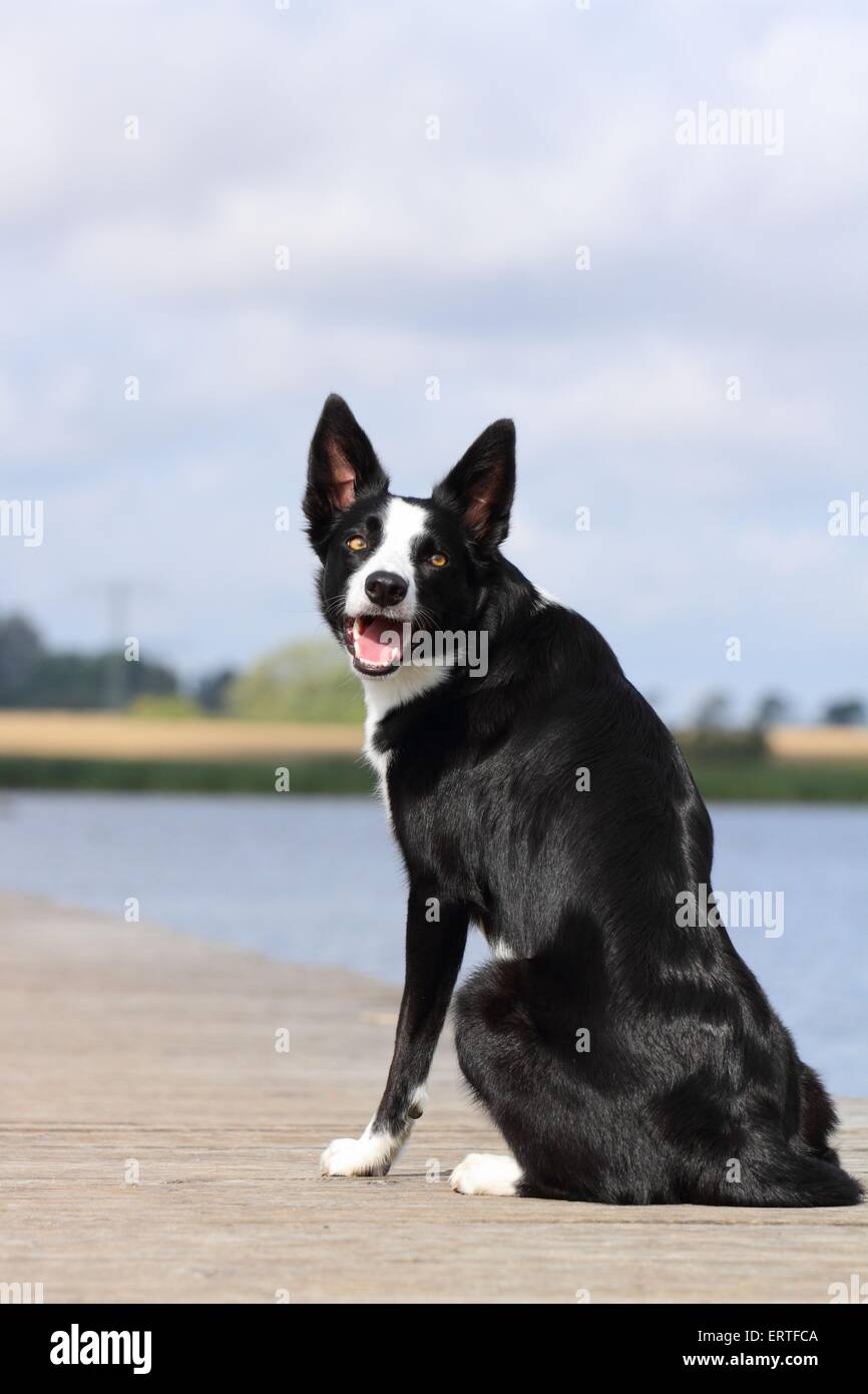 Border collie back hi-res stock photography and images - Alamy