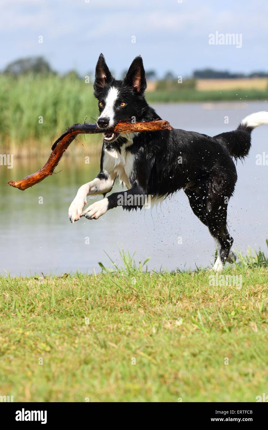 playing Border Collie Stock Photo - Alamy