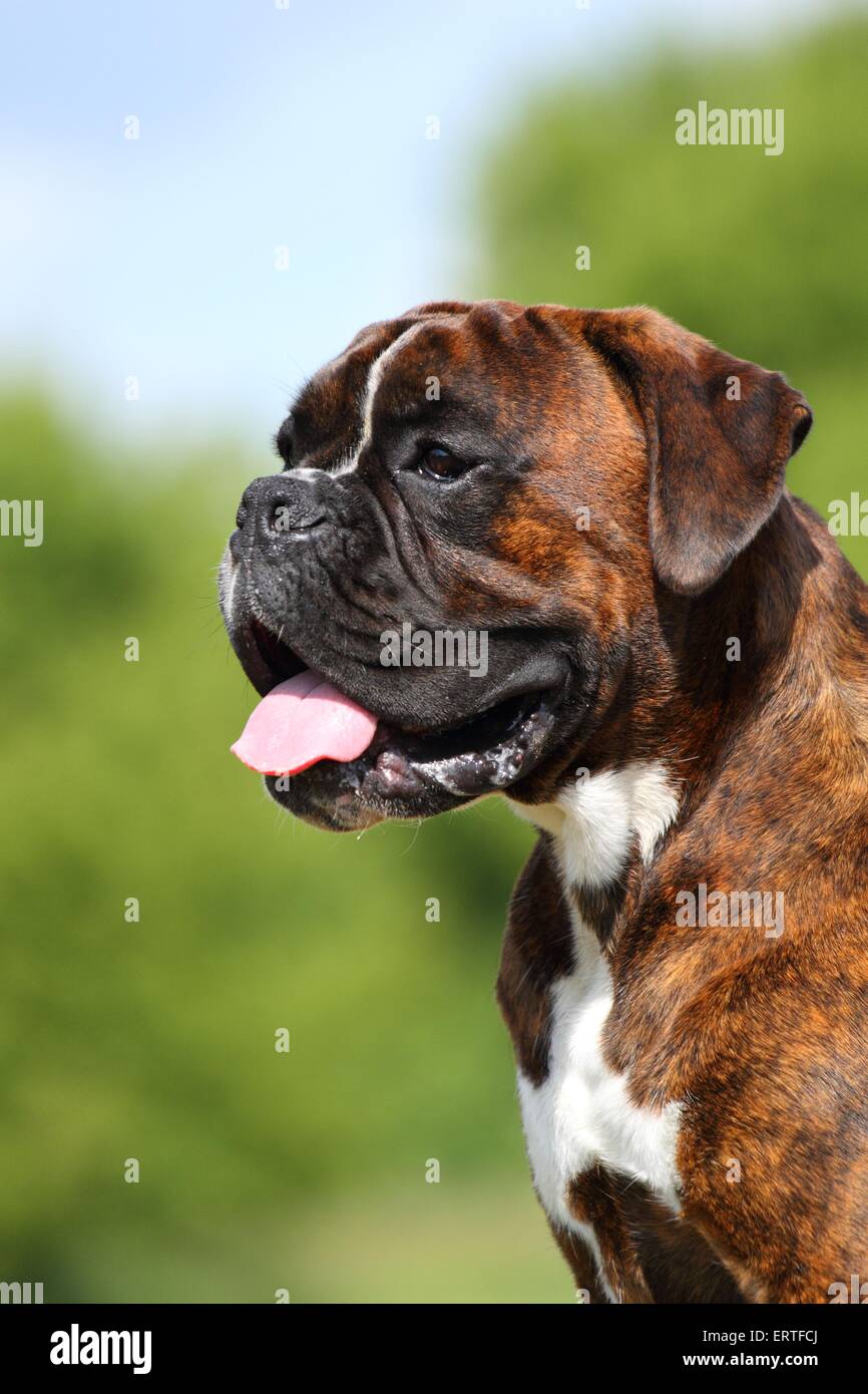 German Boxer Portrait Stock Photo - Alamy