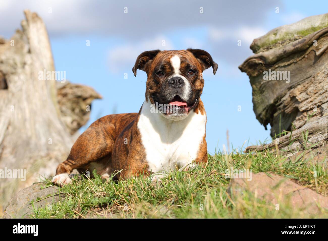 lying German Boxer Stock Photo - Alamy