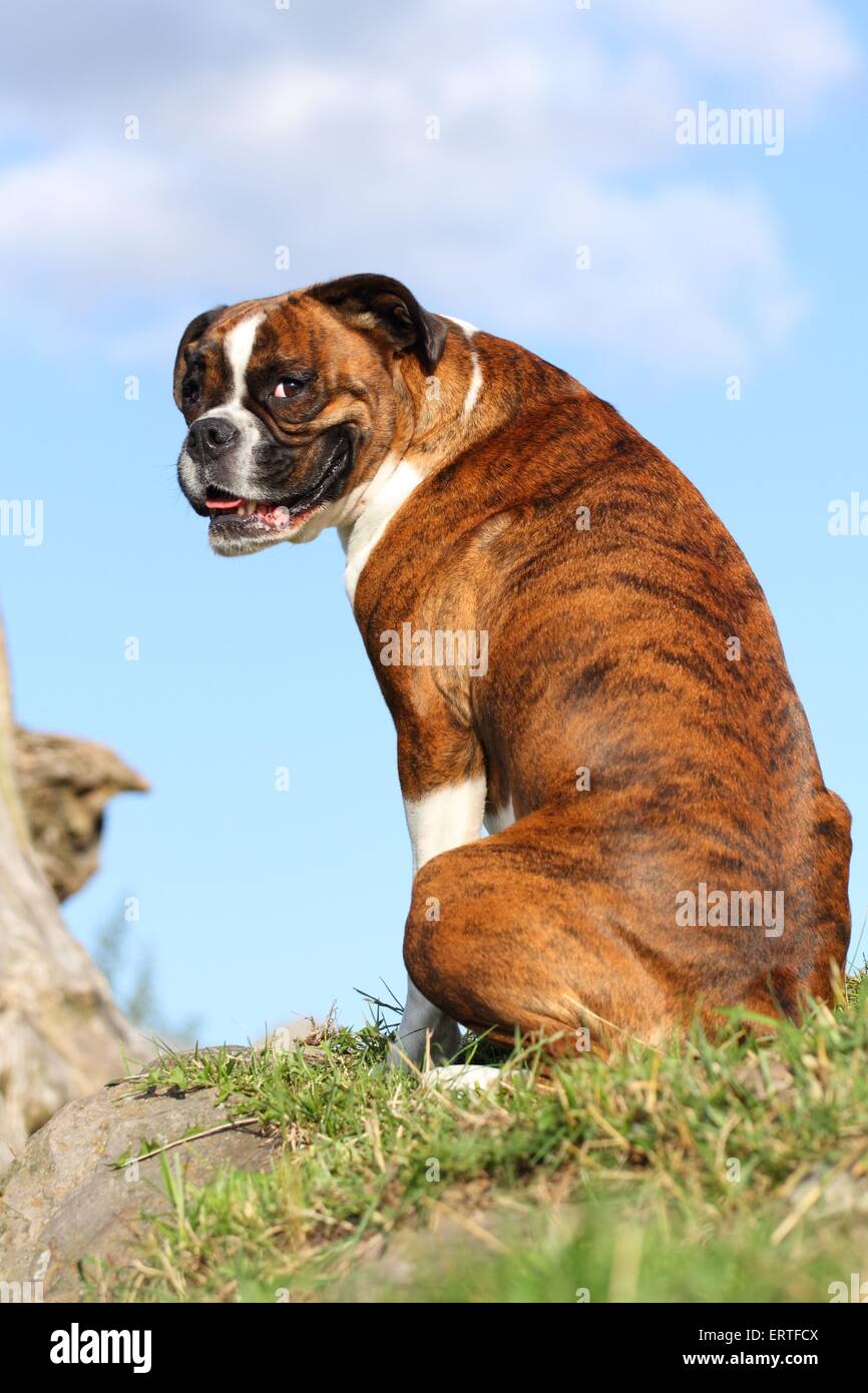 sitting German Boxer Stock Photo - Alamy