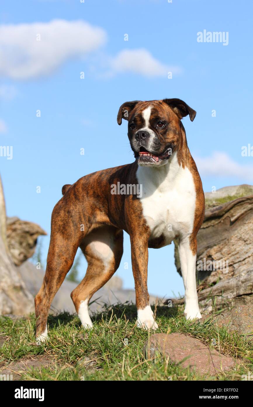 German root hi-res stock photography and images - Alamy