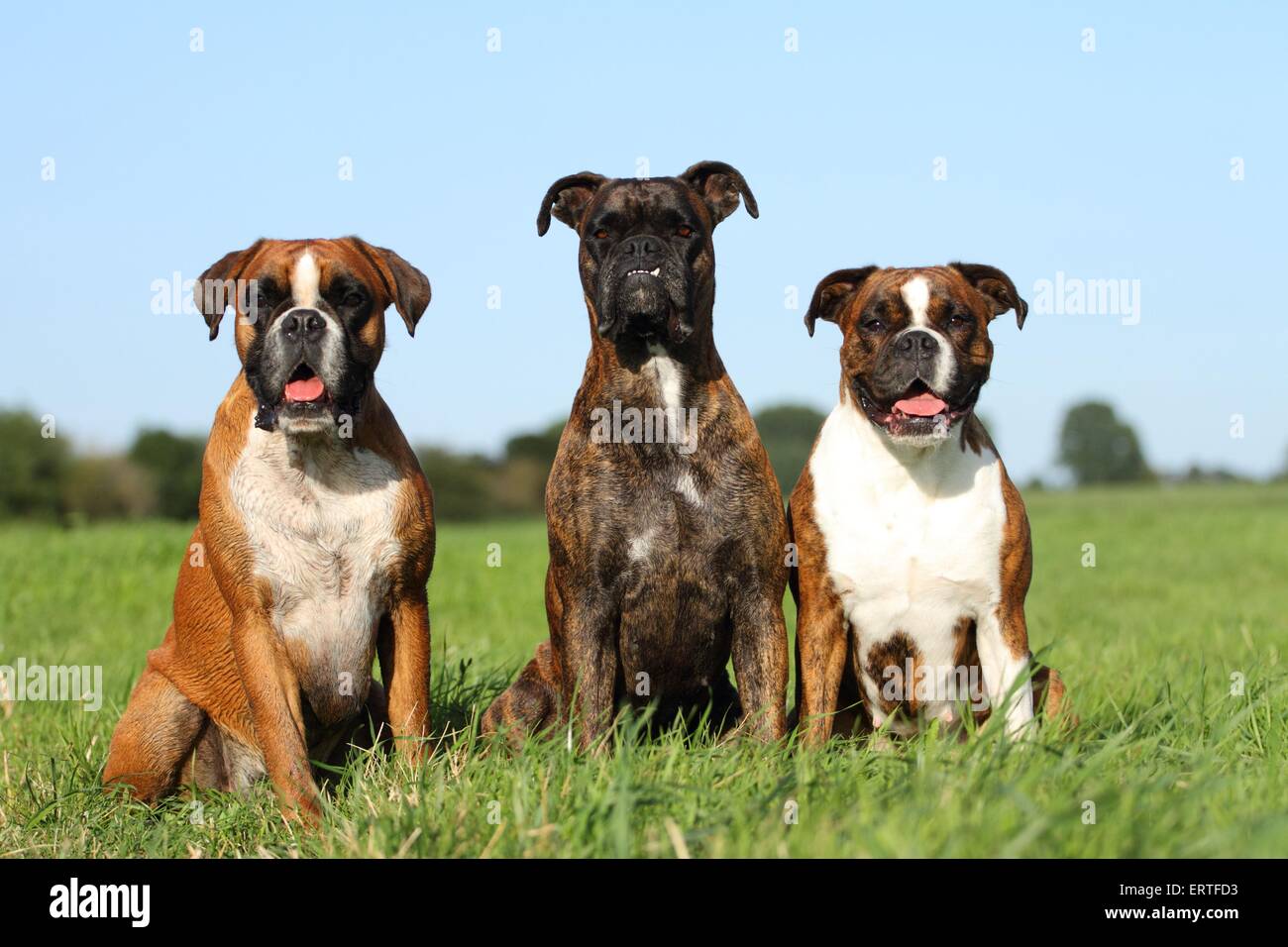 Three boxer dogs hi-res stock photography and images - Alamy