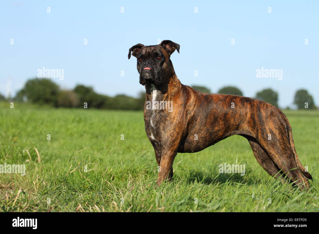 Side view purebred german boxer hi-res stock photography and images - Alamy