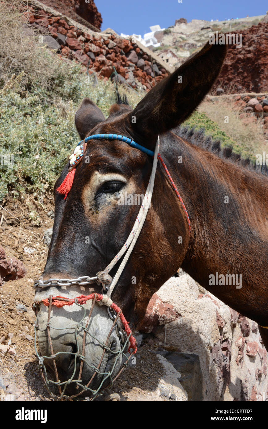 Santorini working donkey Stock Photo - Alamy
