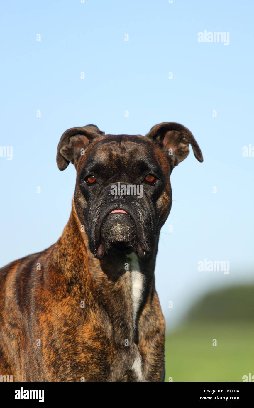 Boxer dog portraits hi-res stock photography and images - Alamy
