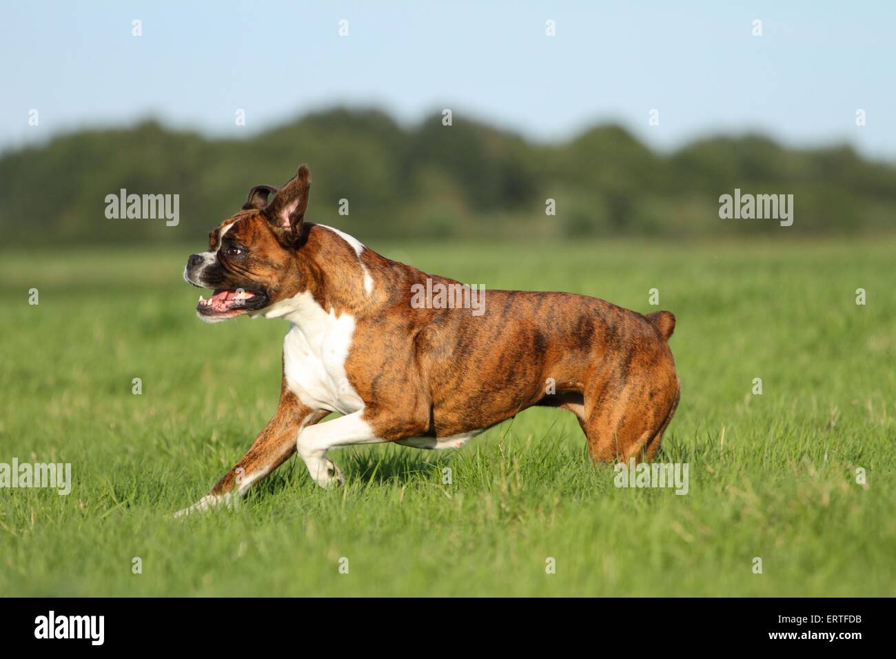 running German Boxer Stock Photo - Alamy