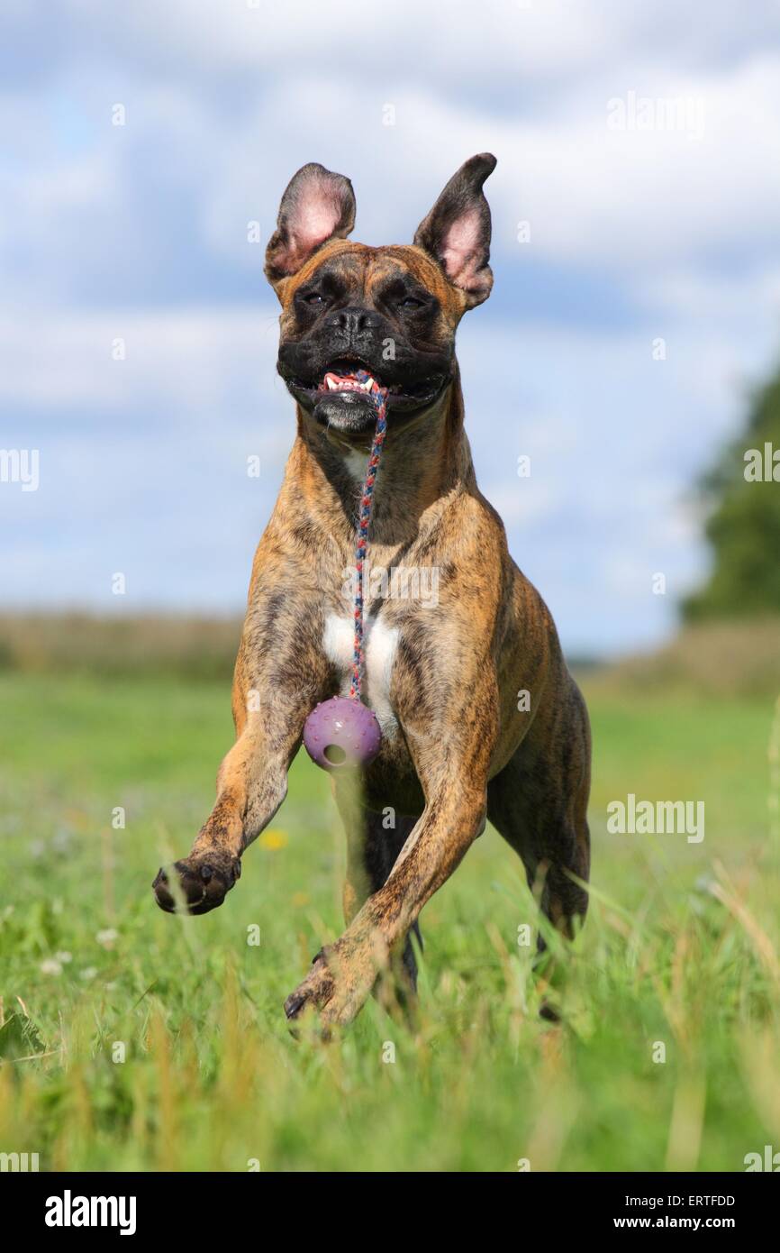 playing German Boxer Stock Photo - Alamy