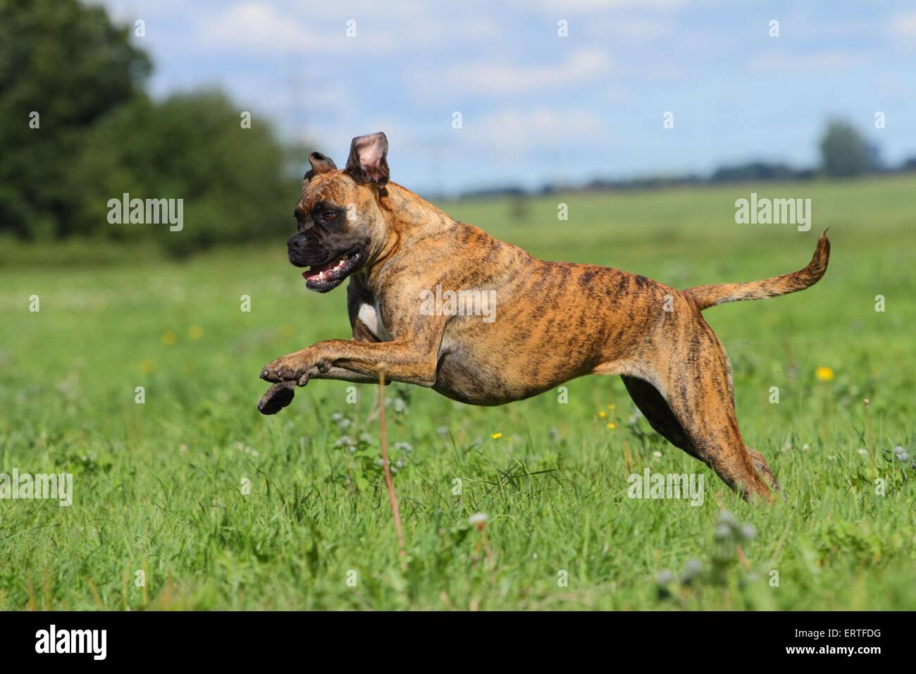 running German Boxer Stock Photo - Alamy