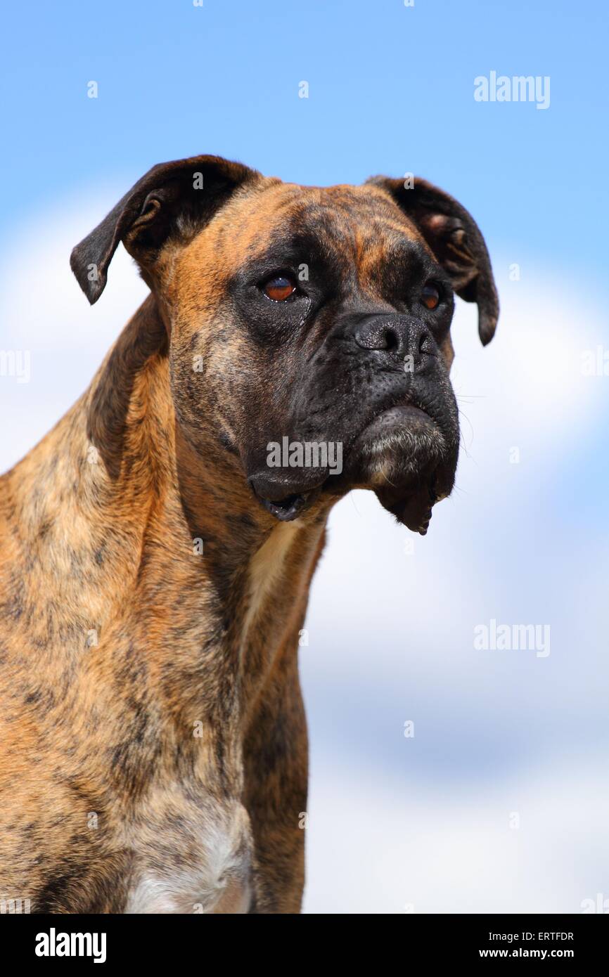 German Boxer Portrait Stock Photo - Alamy