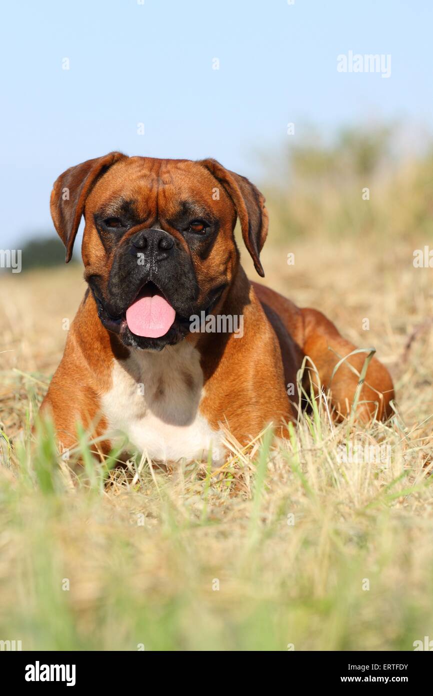 lying German Boxer Stock Photo - Alamy