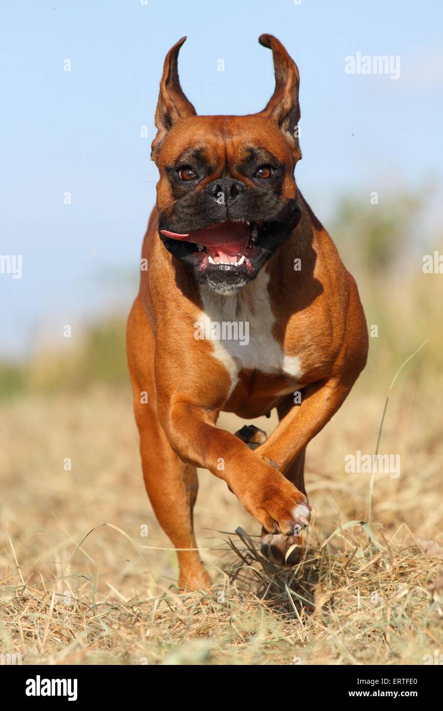 running German Boxer Stock Photo - Alamy