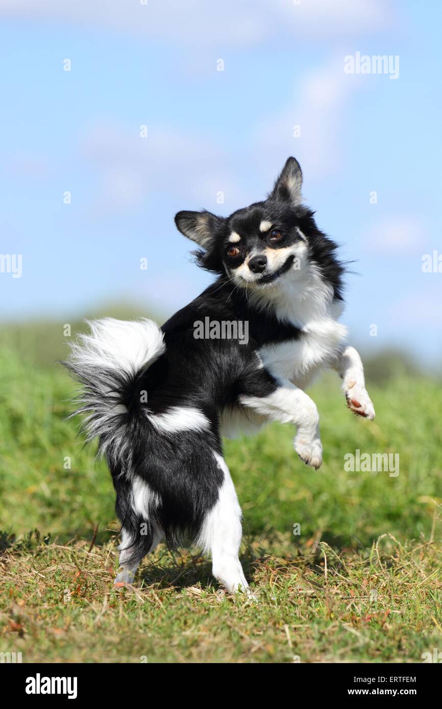 jumping longhaired Chihuahua Stock Photo - Alamy