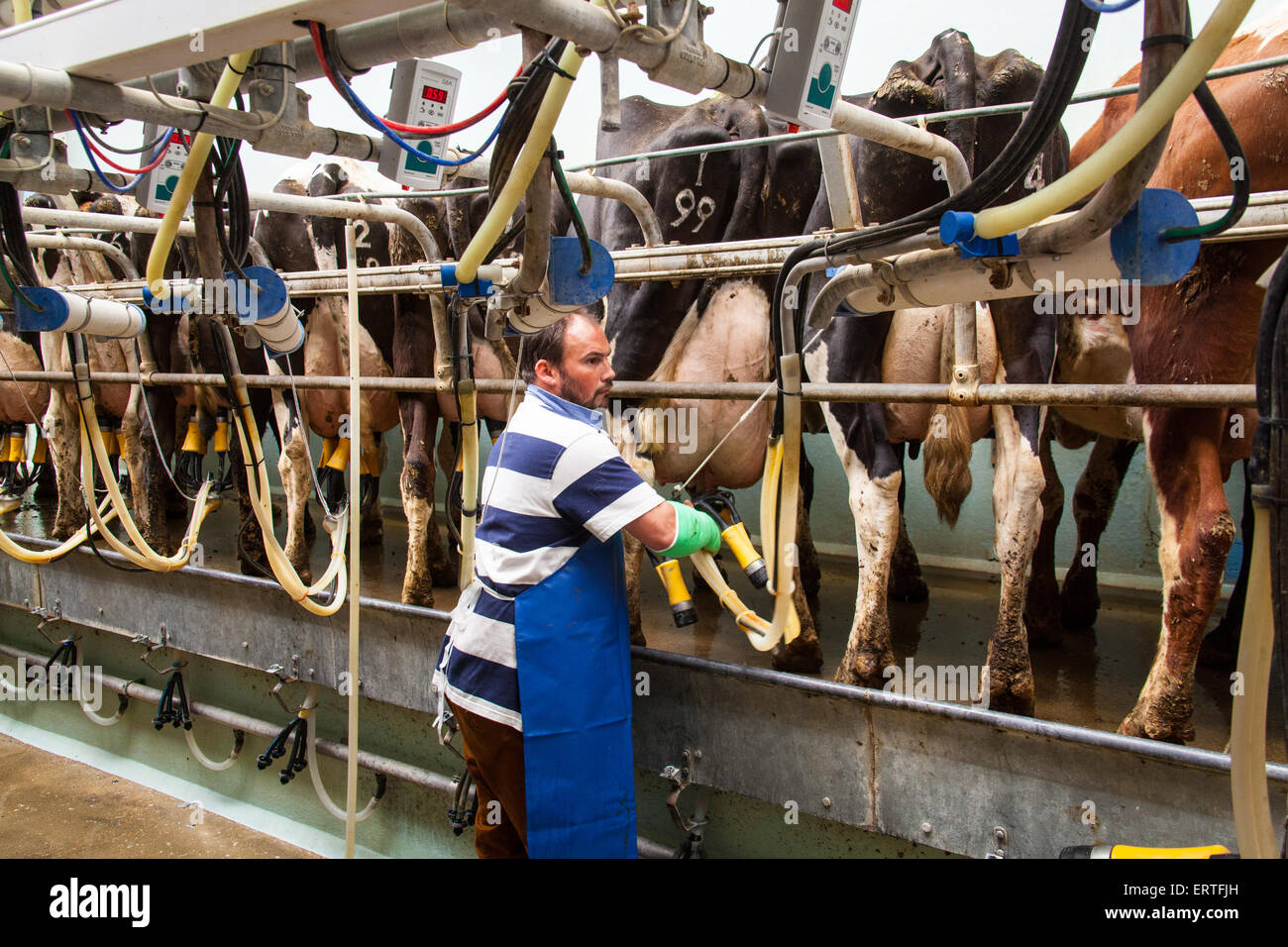 Milking cows hi-res stock photography and images - Alamy