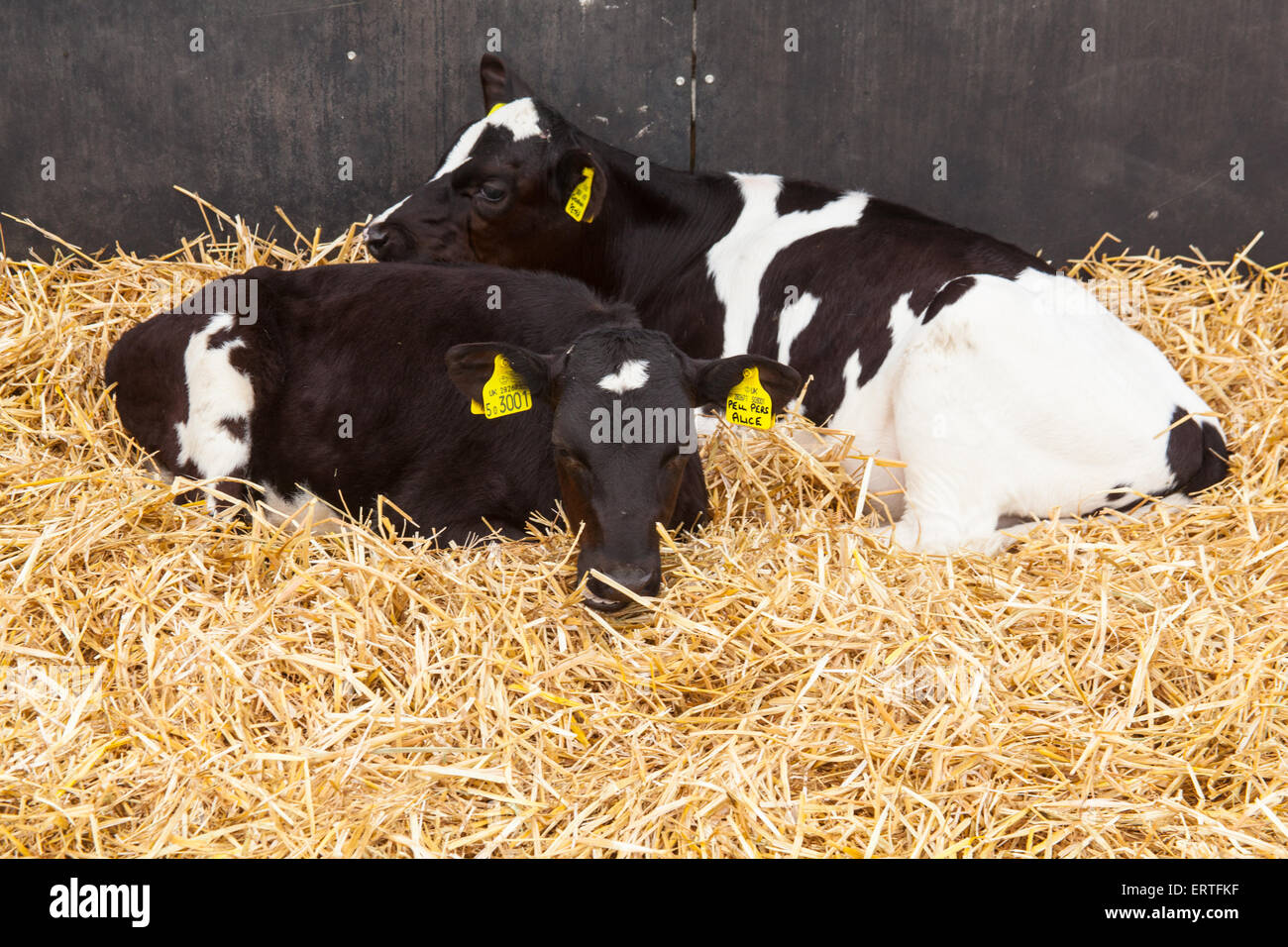 Eight week old dairy calves at Cheriton Middle Farm, Cheriton ...
