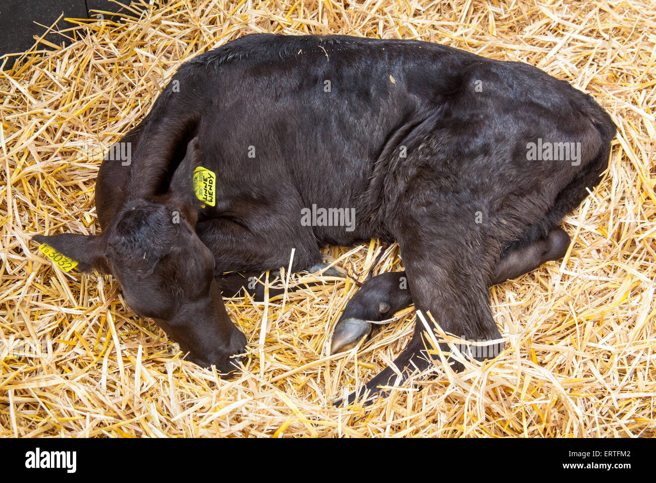 Eight week old dairy calf at Cheriton Middle Farm, Cheriton, Hampshire ...