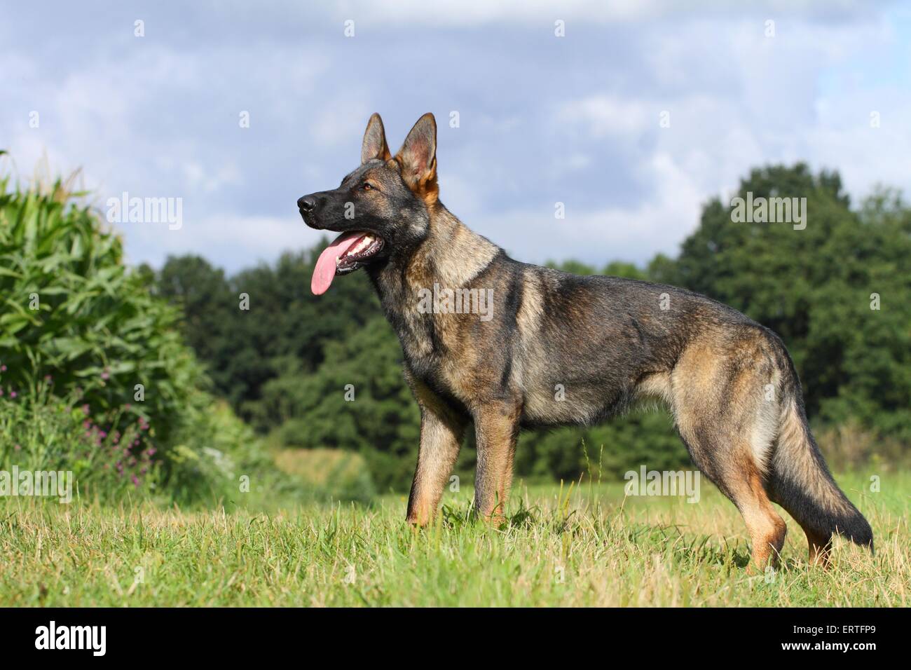Sable Ddr German Shepherd SchraderhausK9.com +1.253.843.1123 PST