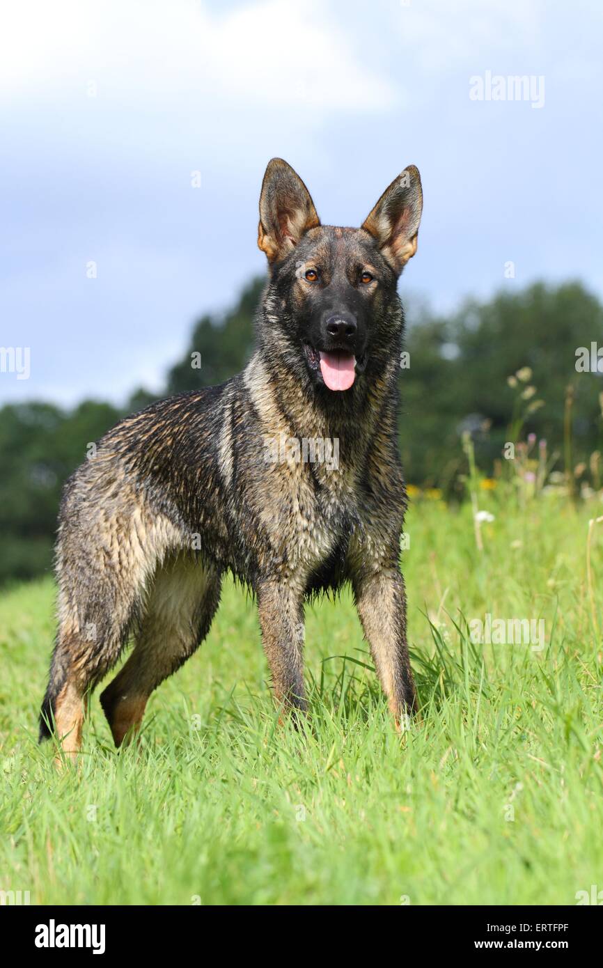 east German Shepherd Stock Photo - Alamy