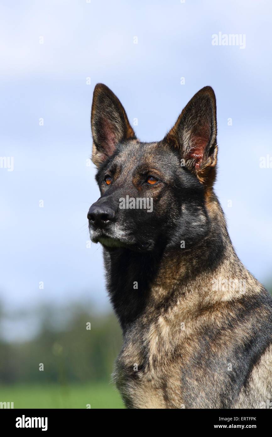 Middle east and shepherd hi-res stock photography and images - Alamy