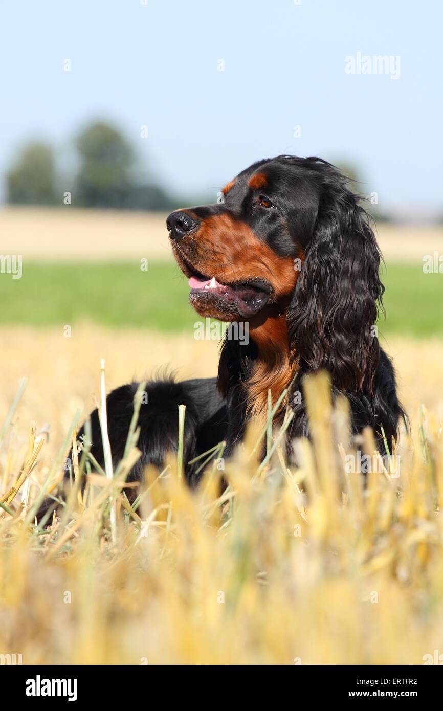 lying Gordon Setter Stock Photo - Alamy