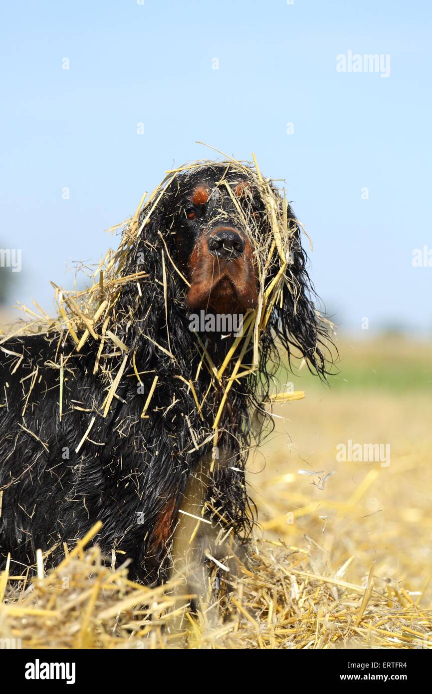 Gordon Setter Portrait Stock Photo - Alamy