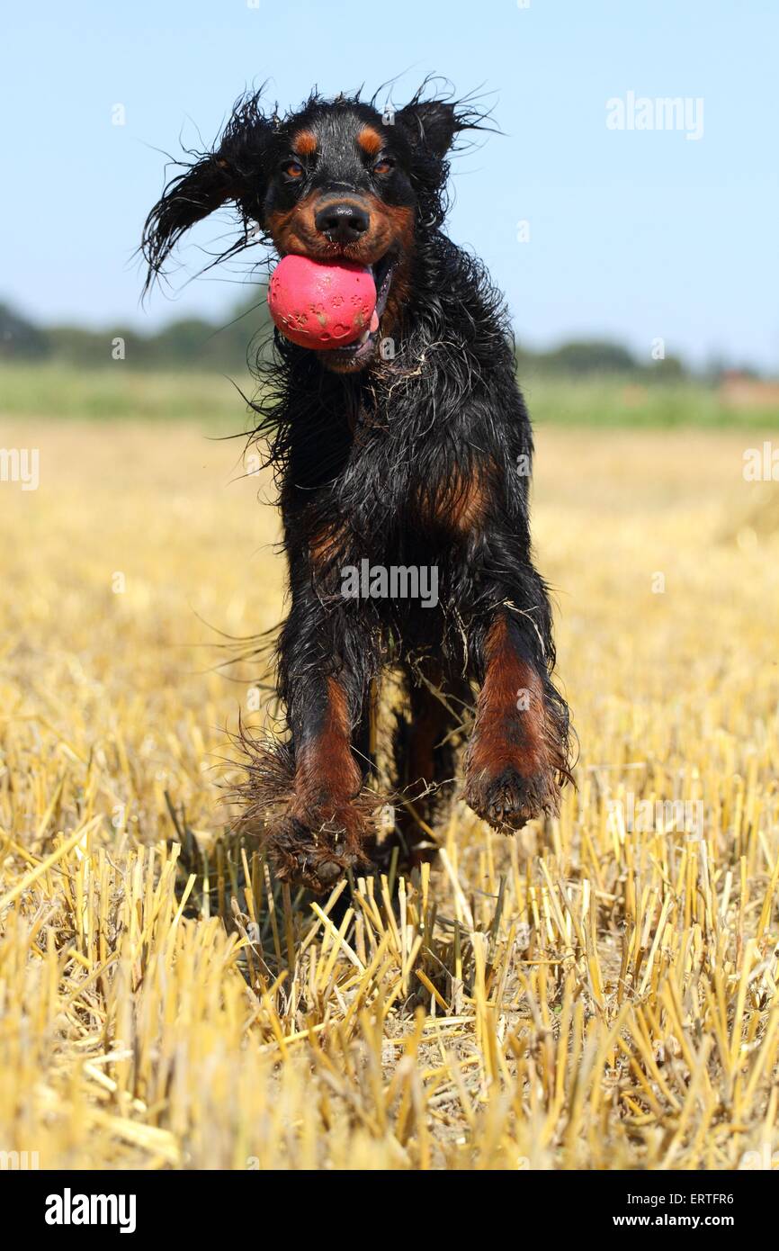 playing Gordon Setter Stock Photo - Alamy