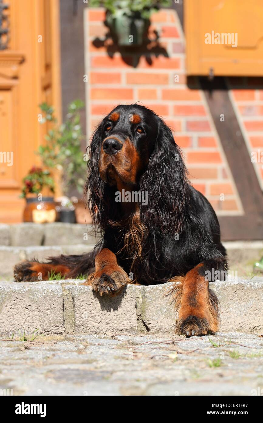 lying Gordon Setter Stock Photo - Alamy