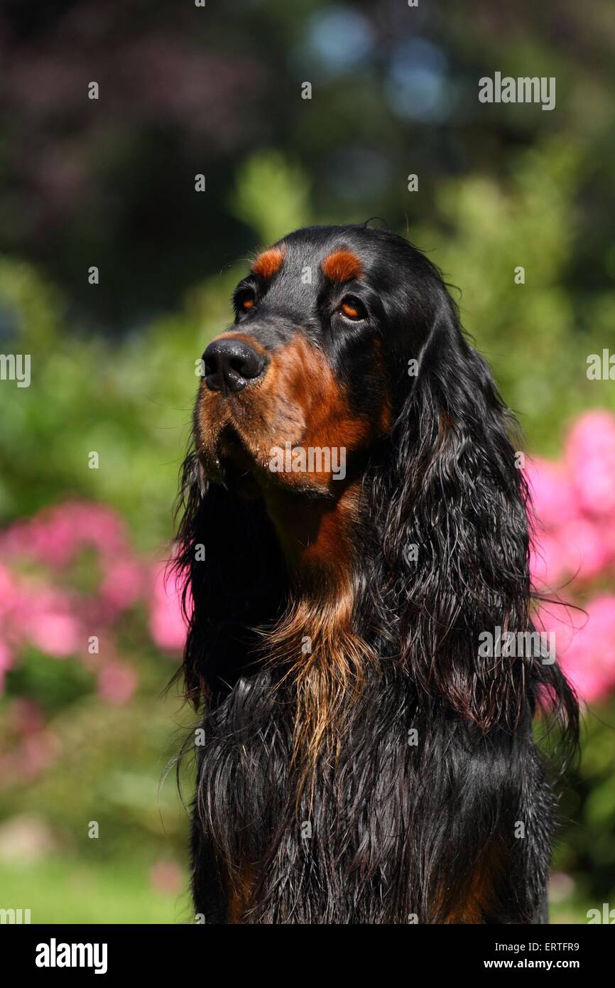 Gordon Setter Portrait Stock Photo - Alamy