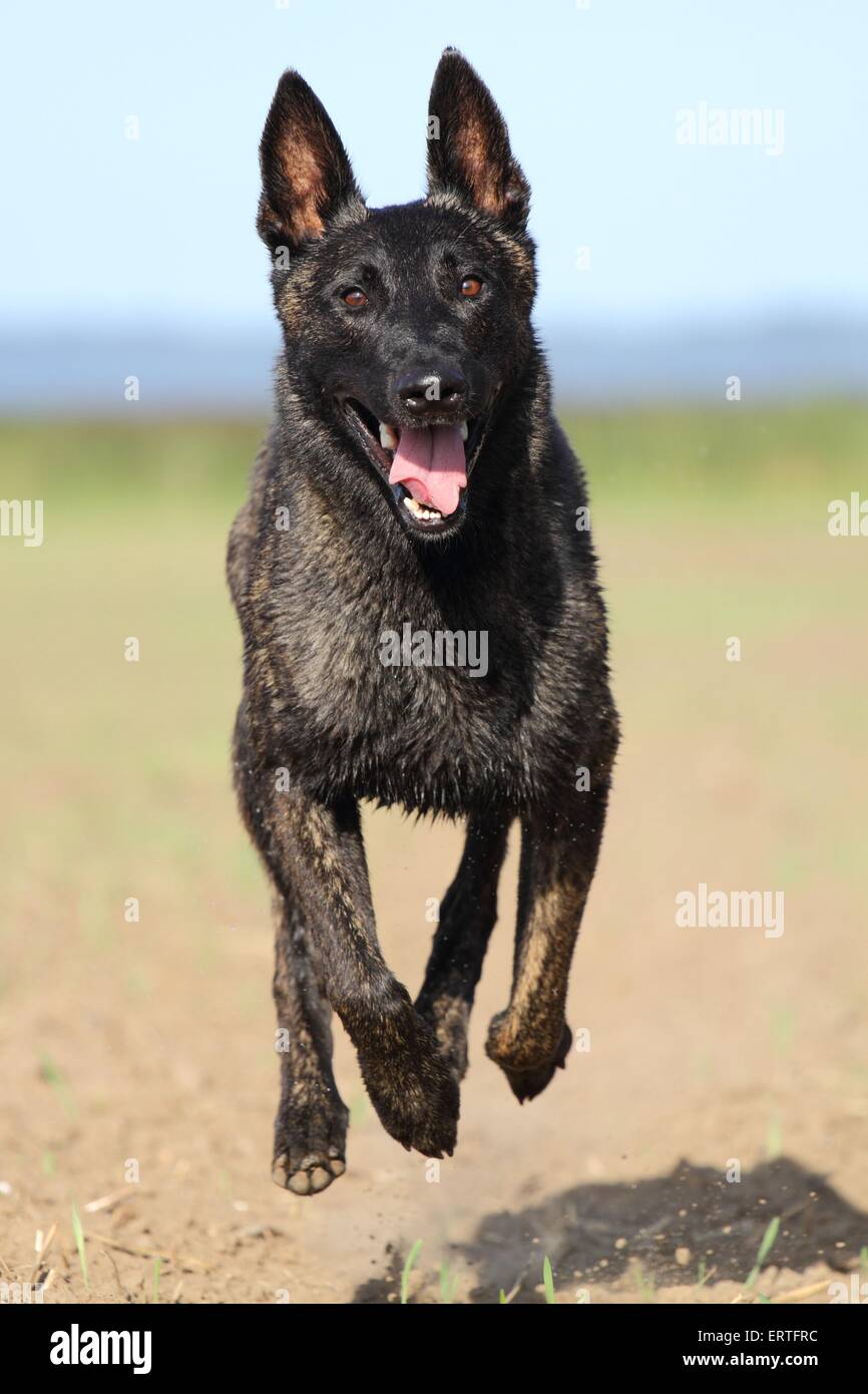 Hollandse herder hi-res stock photography and images - Alamy