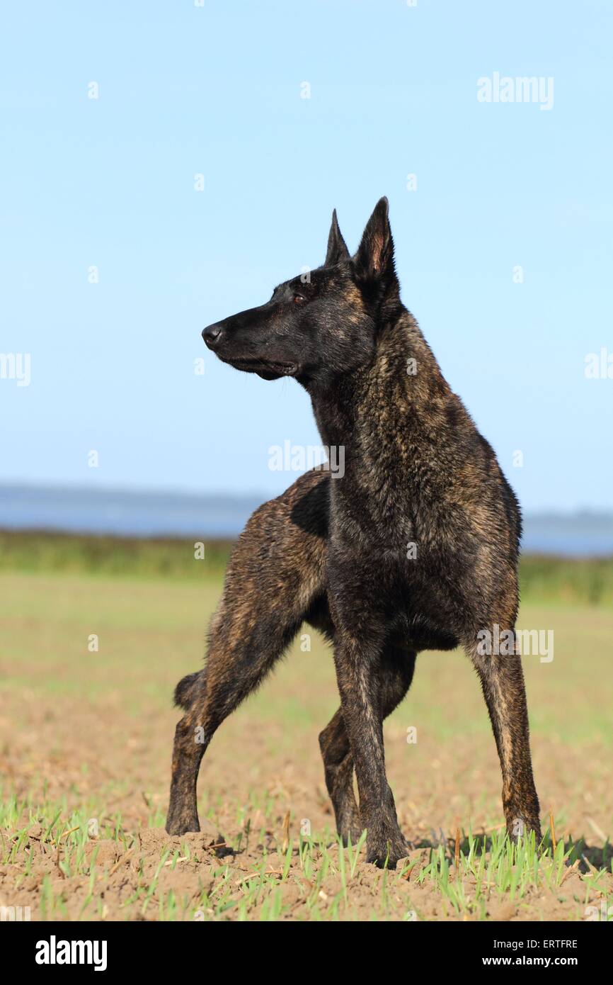 Hollandse herdershond dutch shepherd standing hi-res stock photography ...